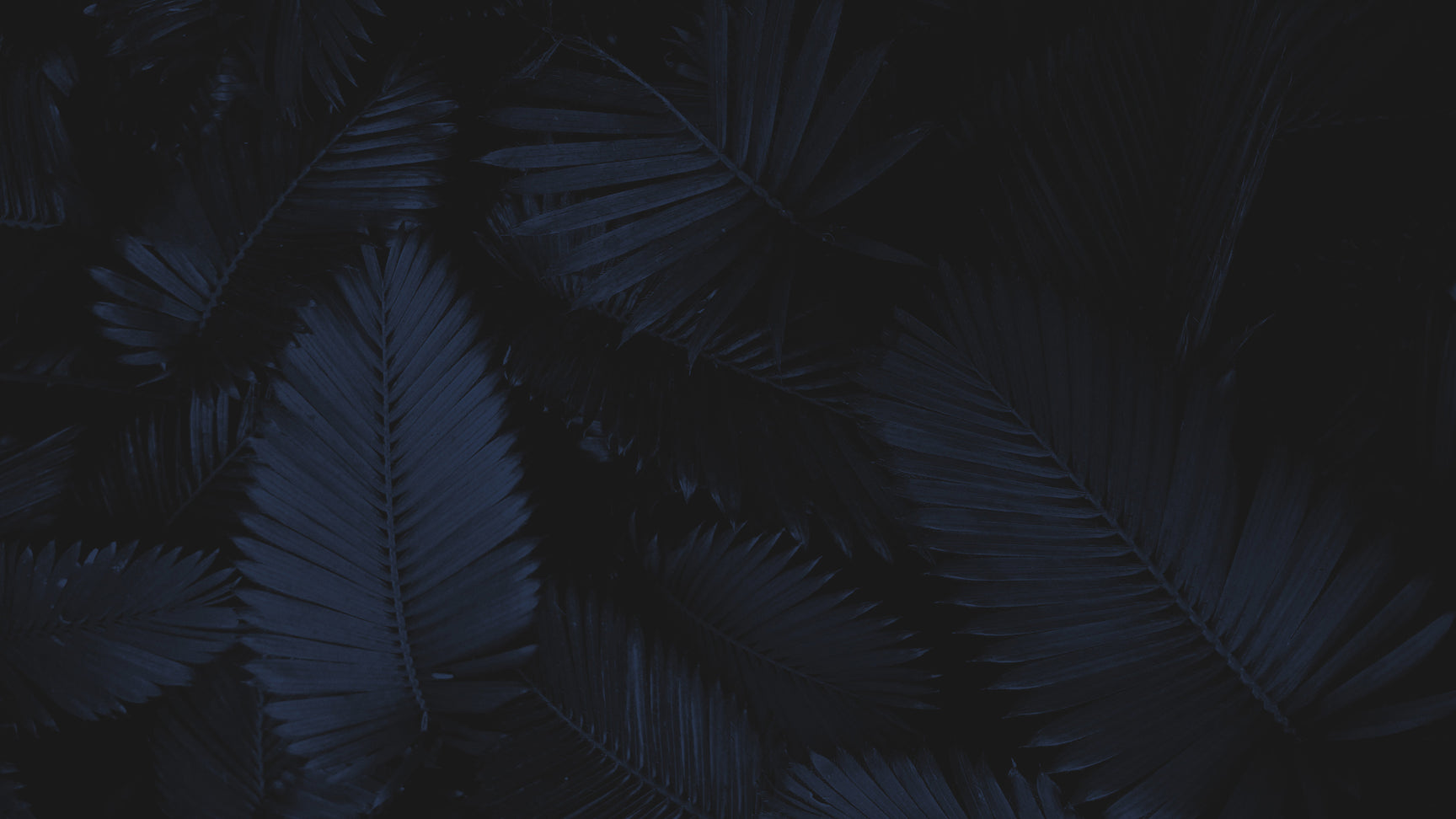 Store Locations – High Life Cannabis Co